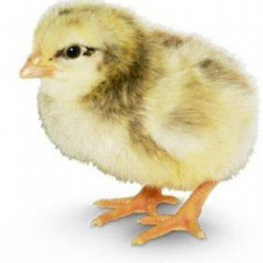 Цыплята цветной бройлер