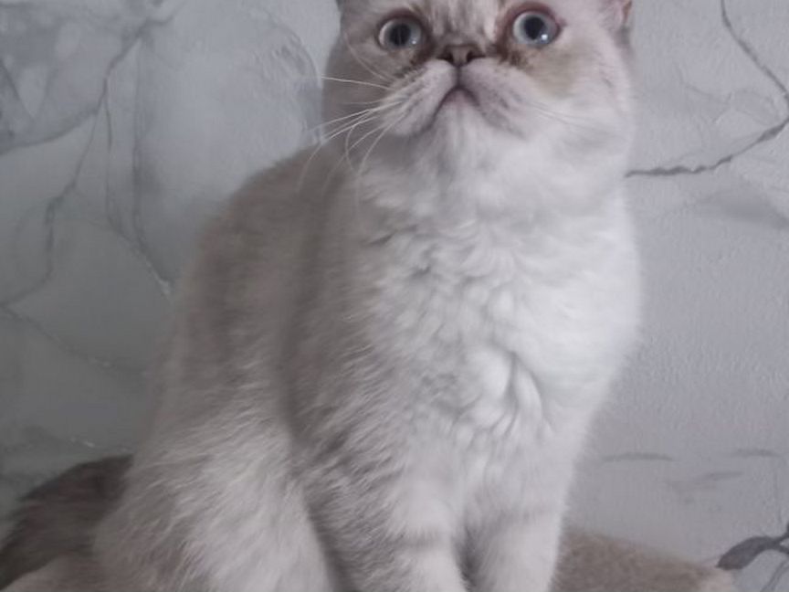 Кошечка экзот