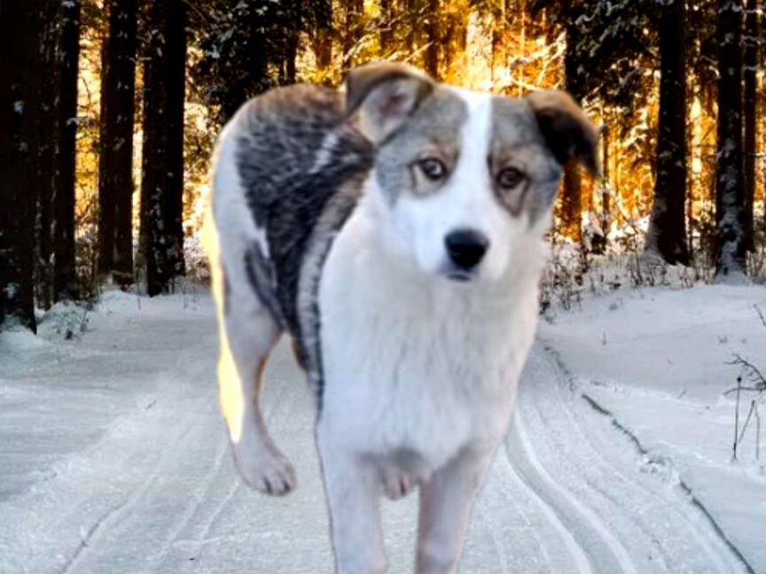 Сибирский пес охранник. Возраст 1 год