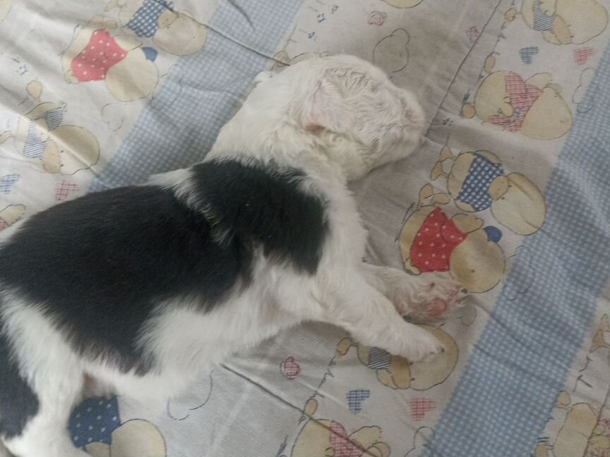 Староанглийская овчарка