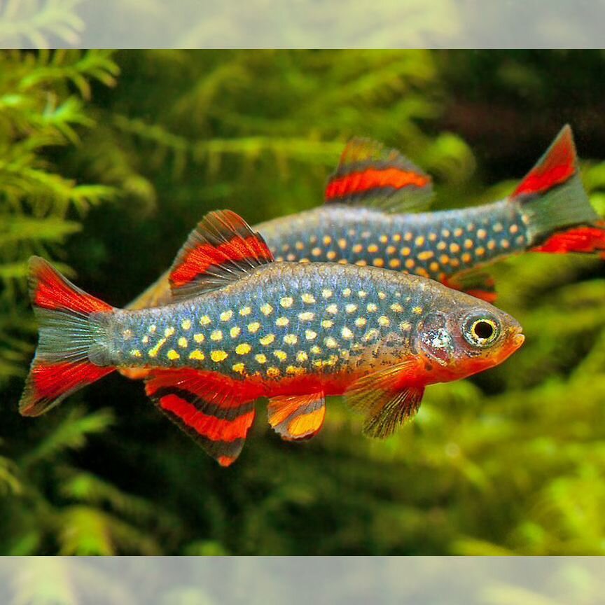 Расбора галактика