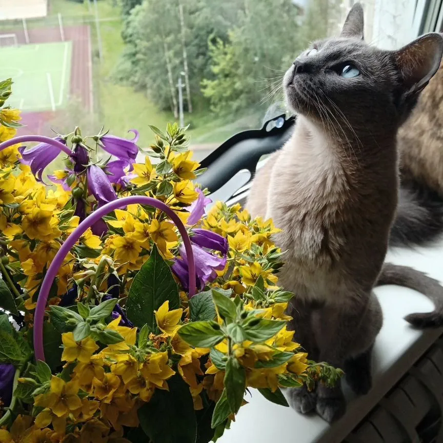 Сиамская кошка Яся