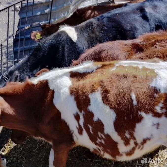 Телочки и бычки