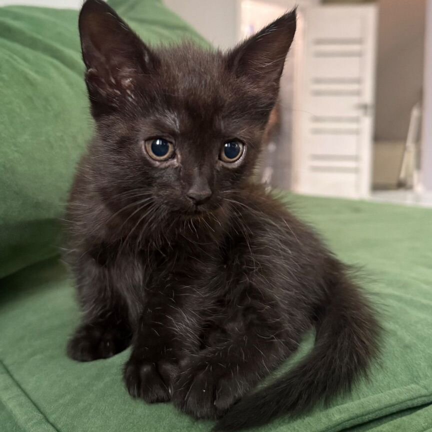 Котёнок в добрые руки
