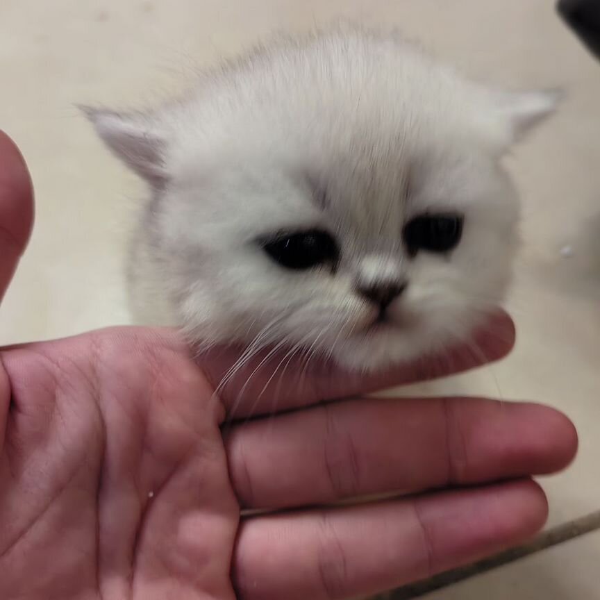 Продам котенка серебристая шиншилла