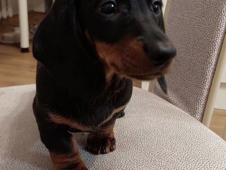 Продажа щенков таксы