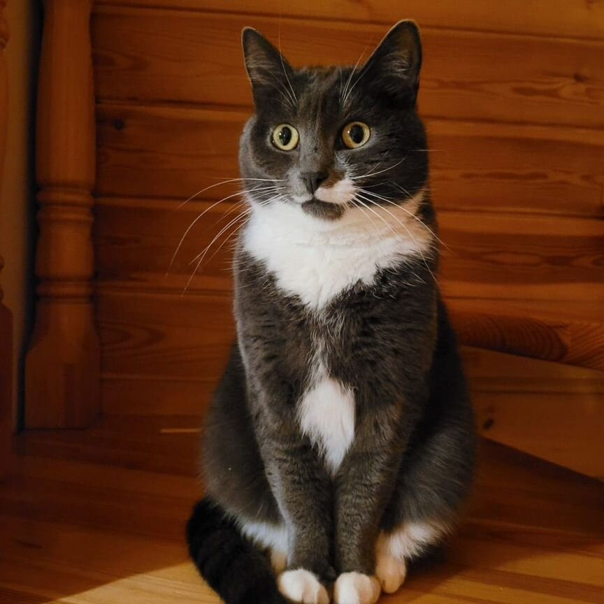 Потерялась кошка