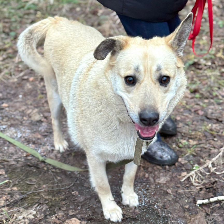 Милашка в добрые руки