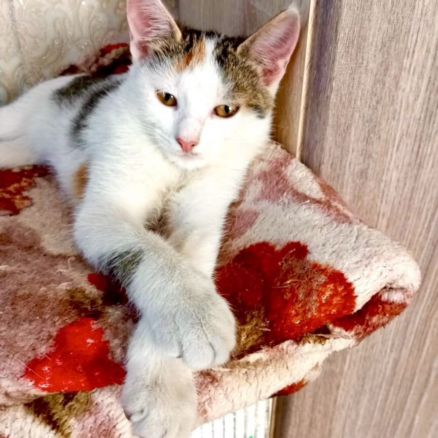 Кошки в добрые руки