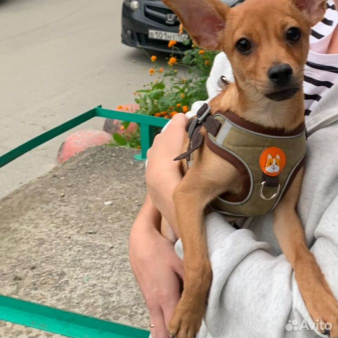 Щенки цвергпинчер отдам в добрые руки