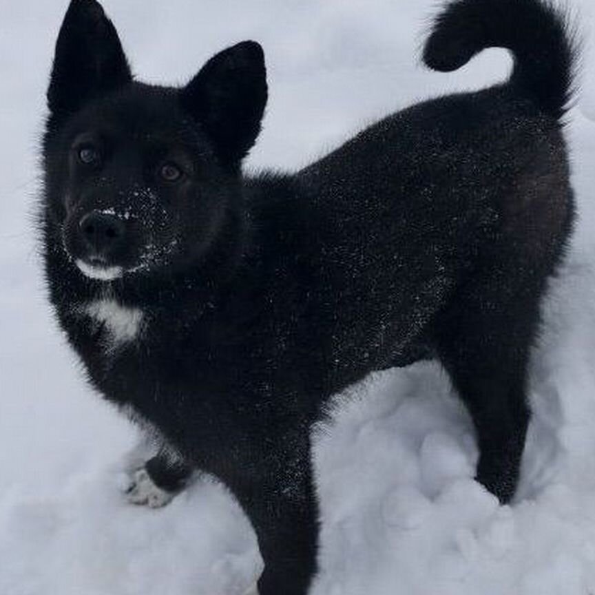 Русско-европейская лайка, щенок