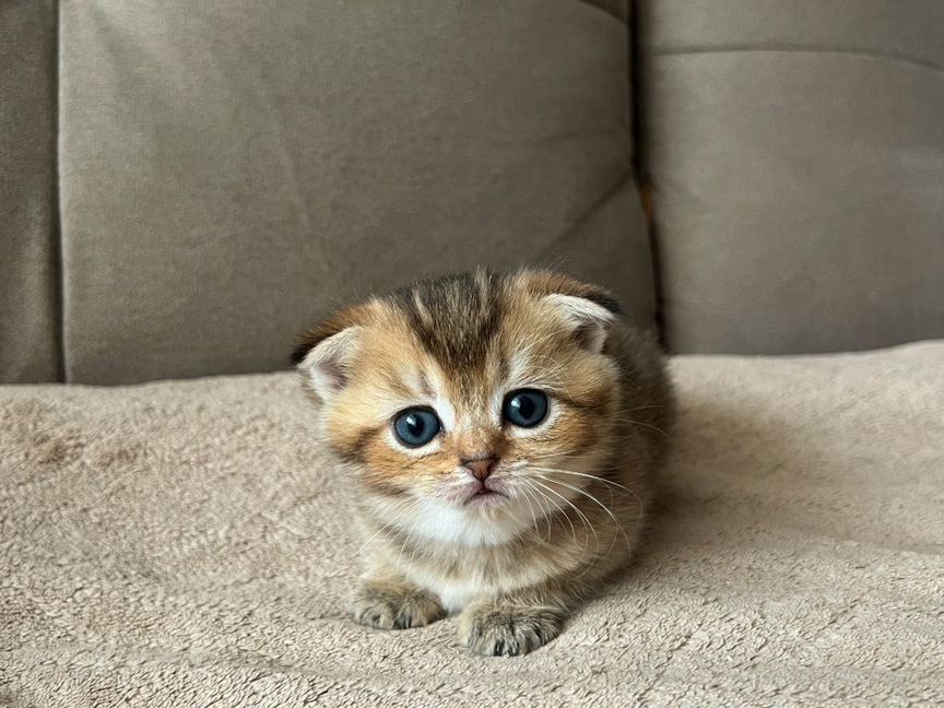 Шотладские котята