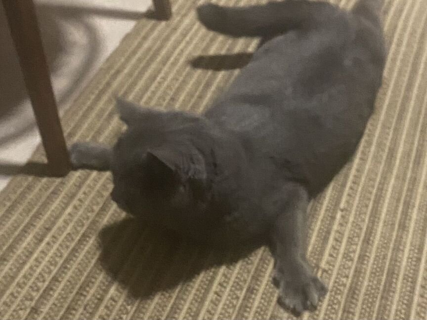 Котенок Миа (в добрые руки)