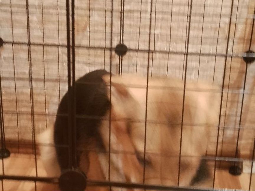 Отдам собаку в хорошие руки