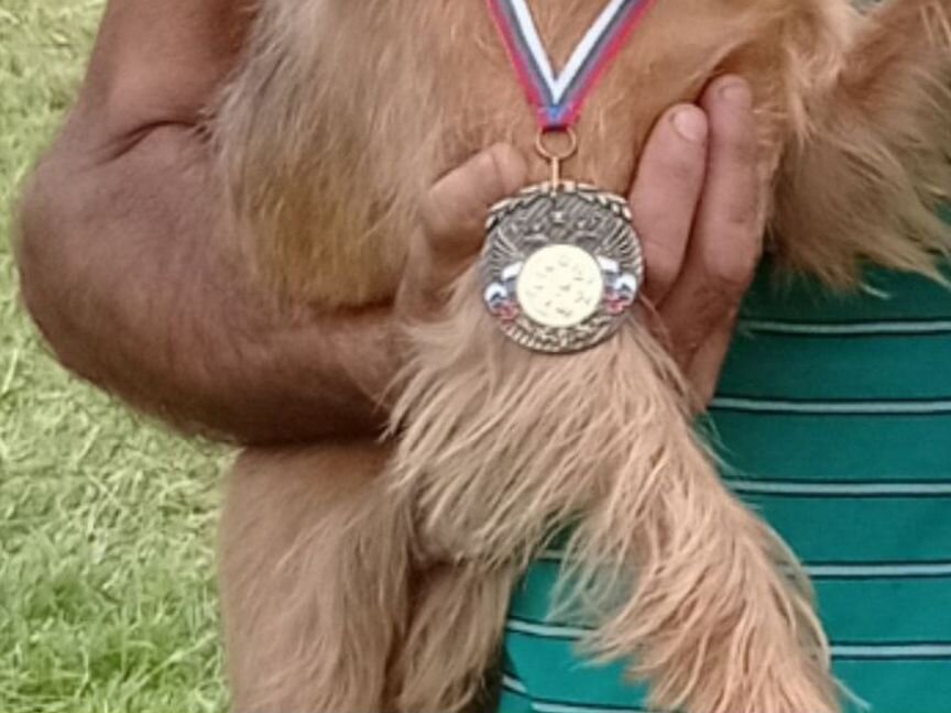 Брюссельский гриффон-вязка