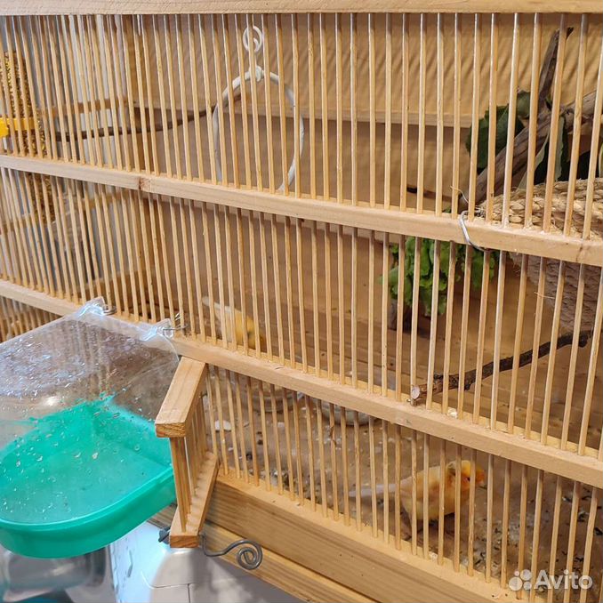 Продам канареек