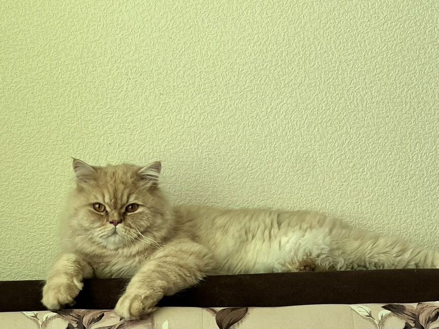 Персидская
