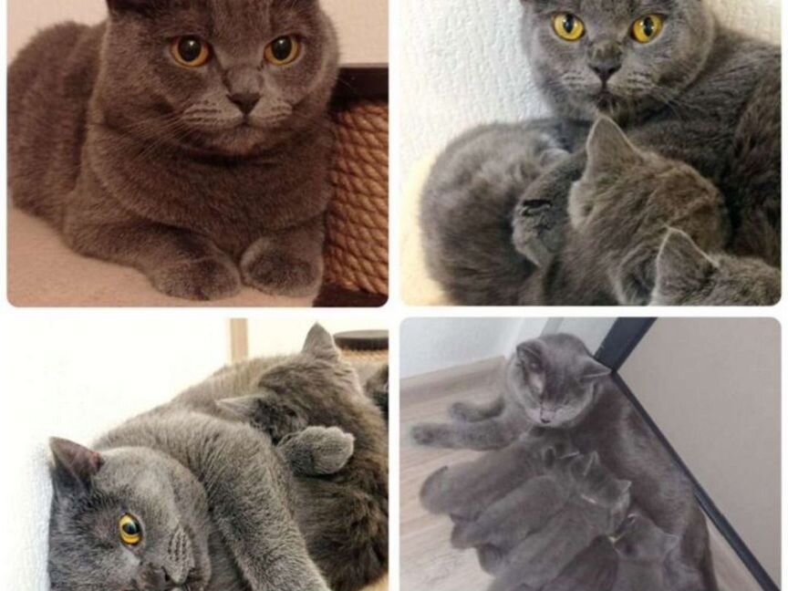 Британская кошка в Добрые руки