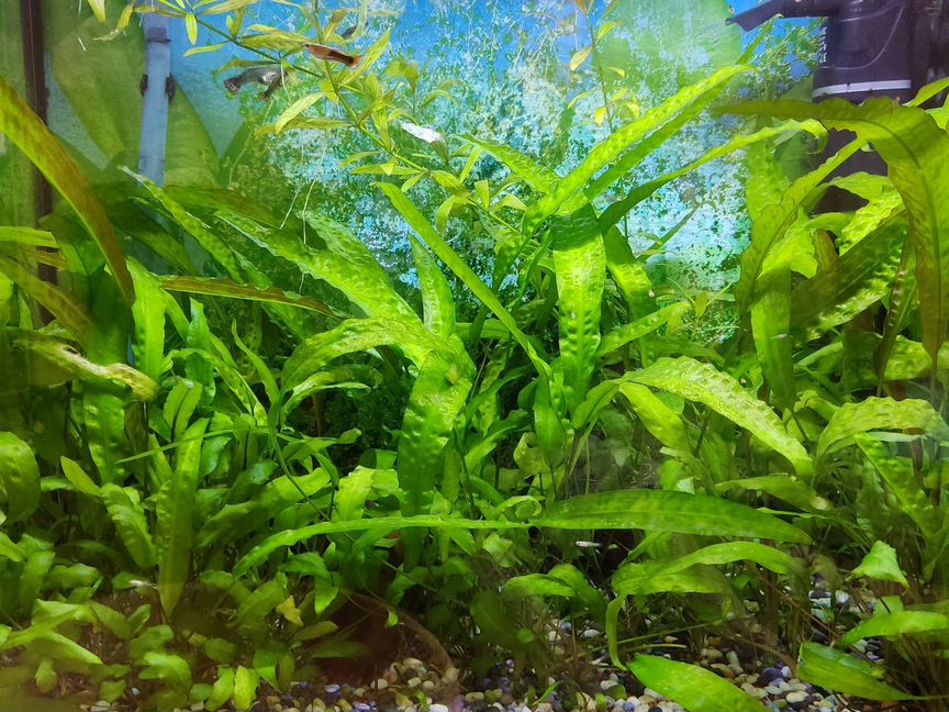 Аквариумные растения после прополки