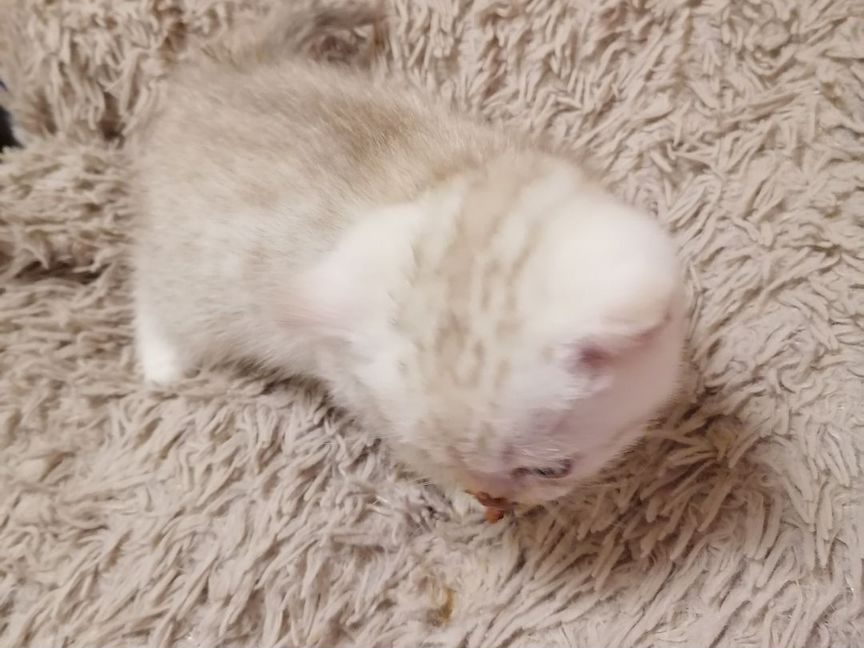 Котята в дар бесплатно