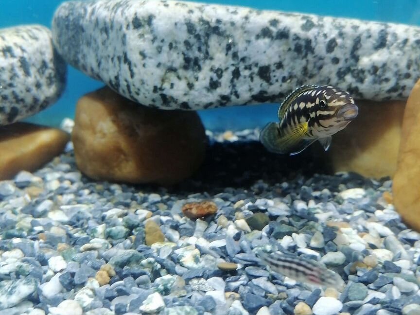 Юлидохромис марлиера, молинезия