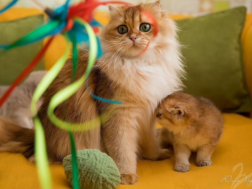 Шотландская золотая шиншилла