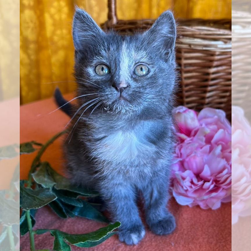 Тучка котенок девочка