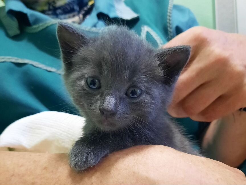 Котёнок Дымка 1 месяц