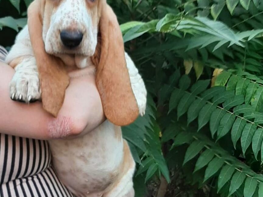 Щенки бассет хаунд