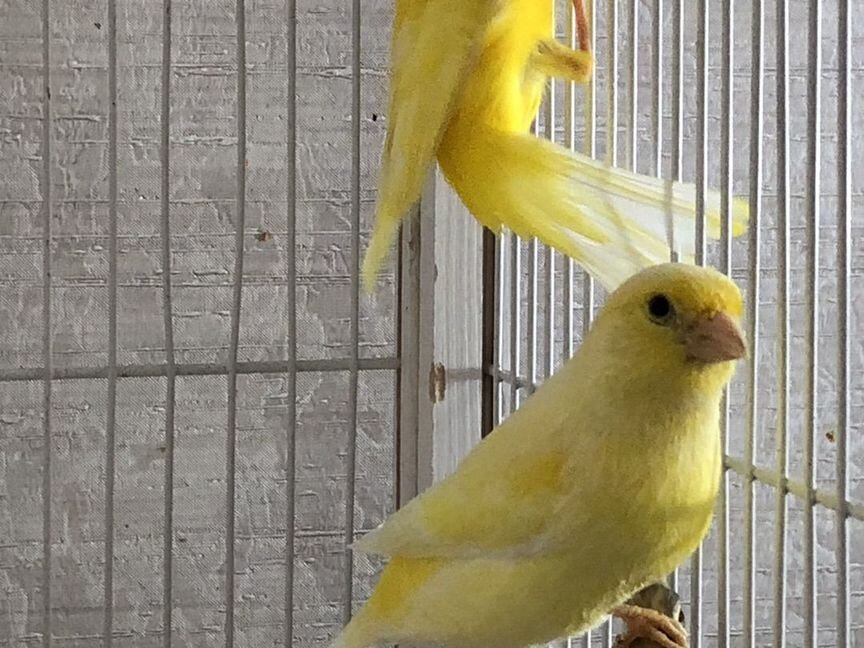 Кенара и канарейки