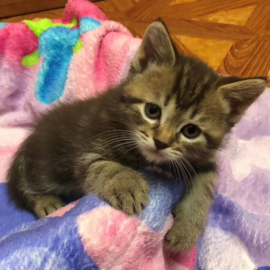 Шотландские котята скотиш страйт