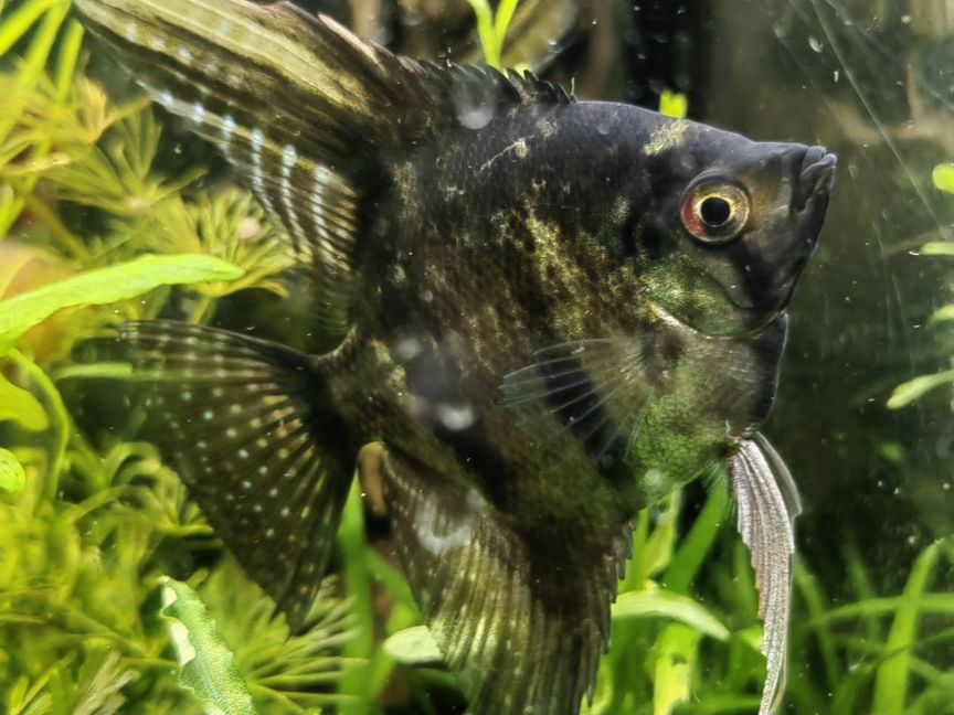 Скалярия 2 самки "черный тигр"