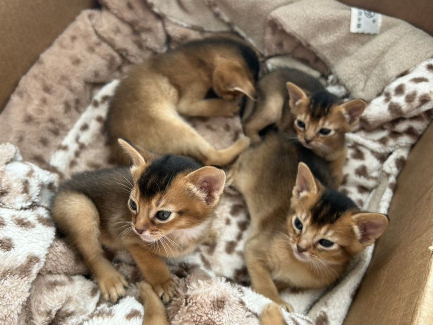 Абиссинские котята