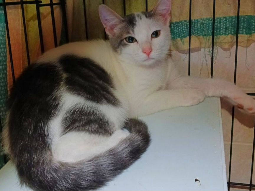 Лорена 3 мес в дар