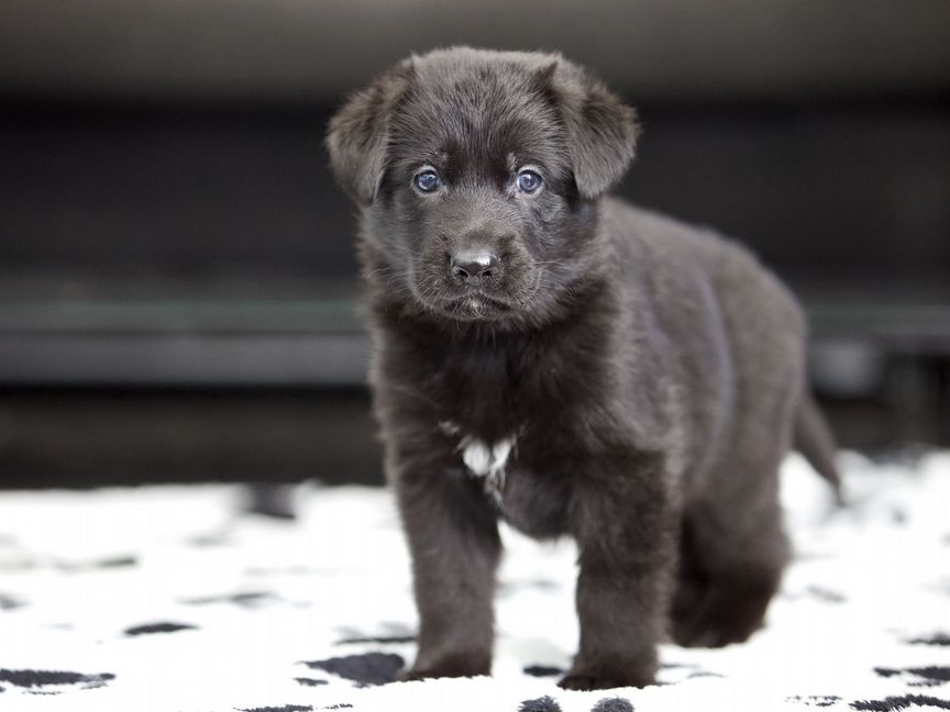 Шикарные щенки немецкой овчарки