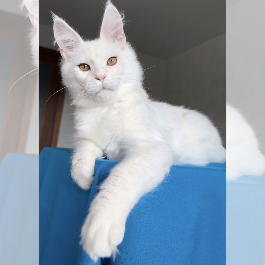 Котята мейн-кун