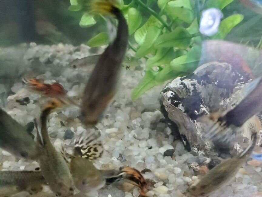 Аквариумные рыбки гуппи