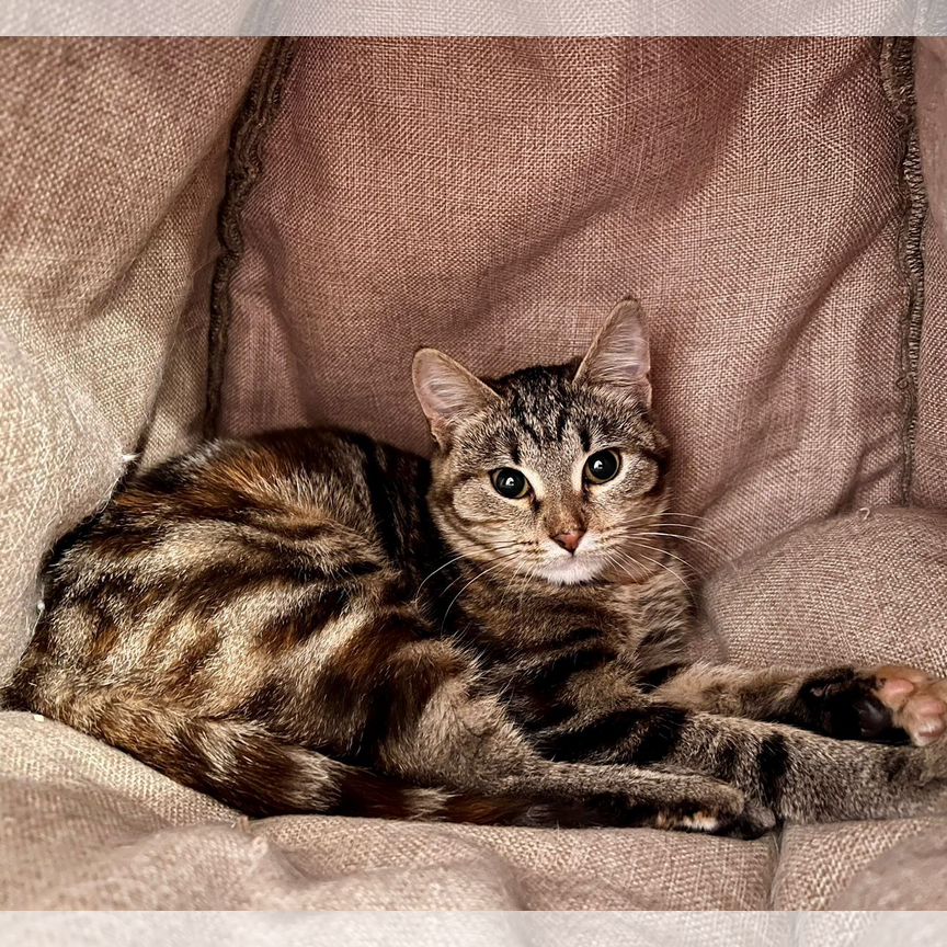 Котенок трехцветка девочка