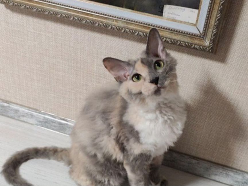 Ищет дом замечательная кошечка Мишлен