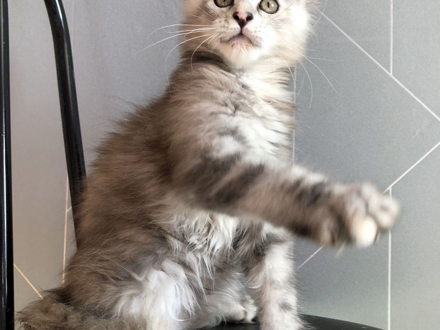 Кошечка Мейн кун в разведение