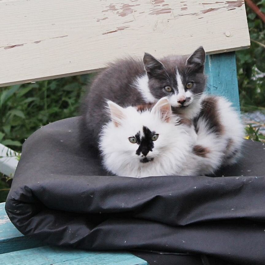 Котята милашки в добрые руки