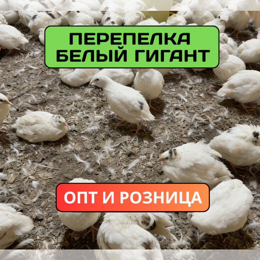 Перепелки живые