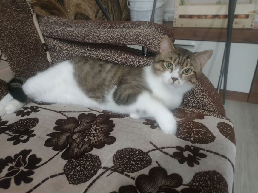 Отдам котика и кошечку