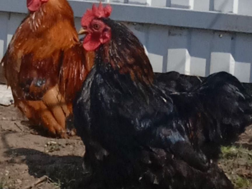 Куры и петухи брама