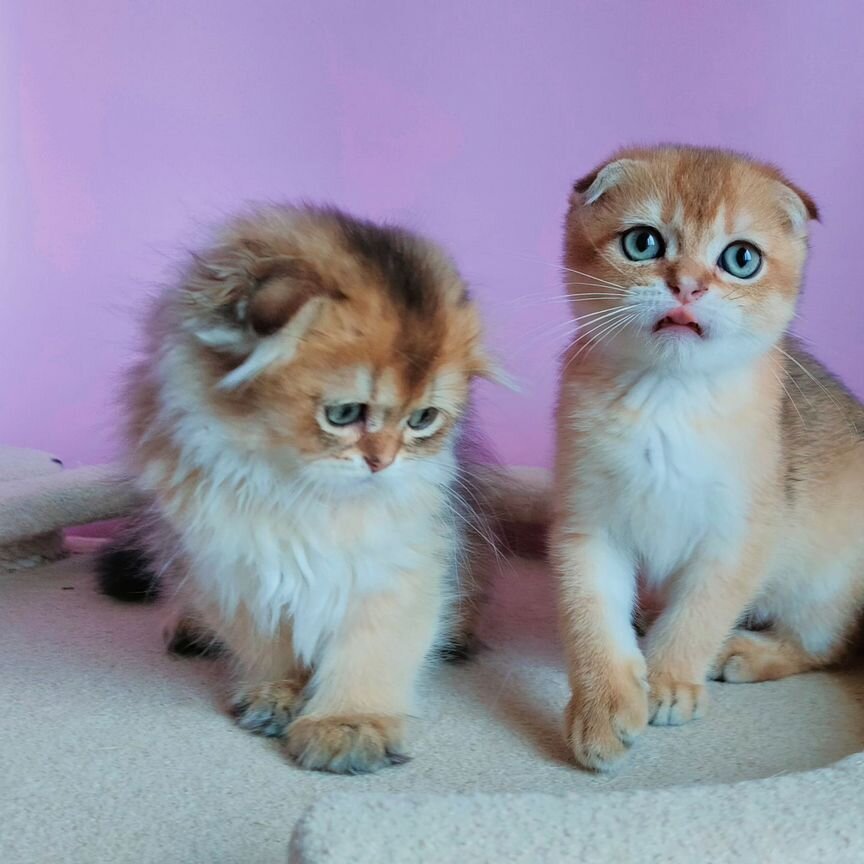 Золото котята
