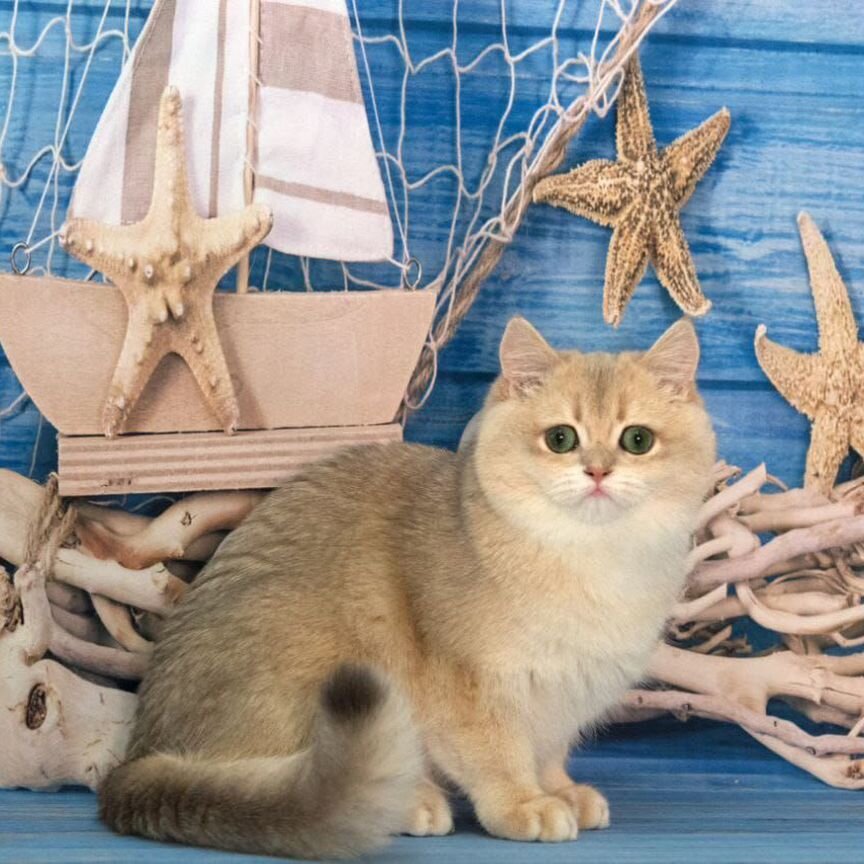 Британский котенок