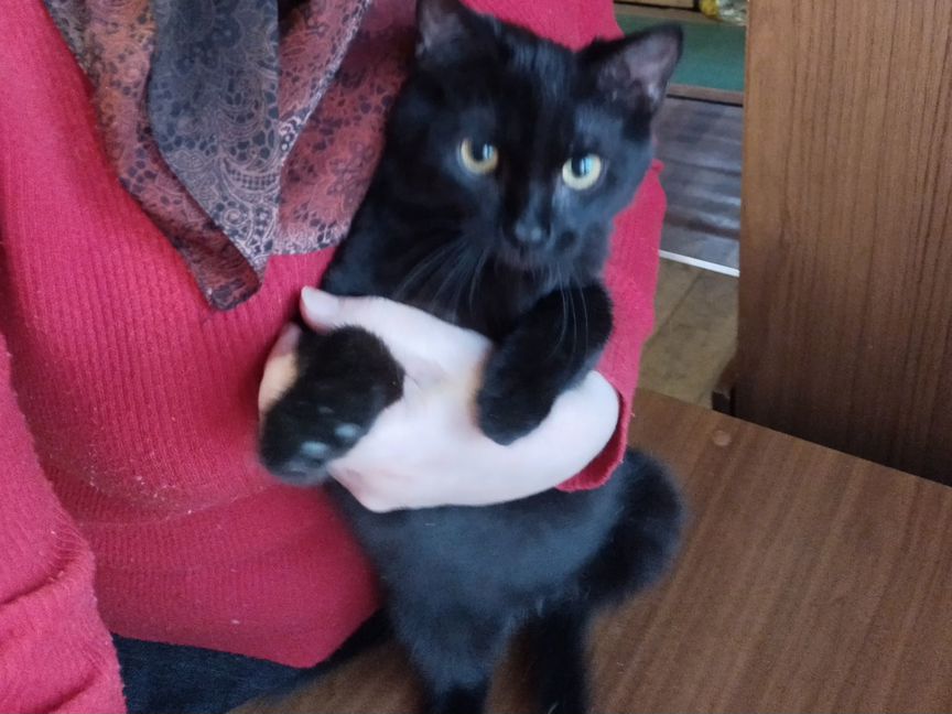 Котята в добрые руки мальчики