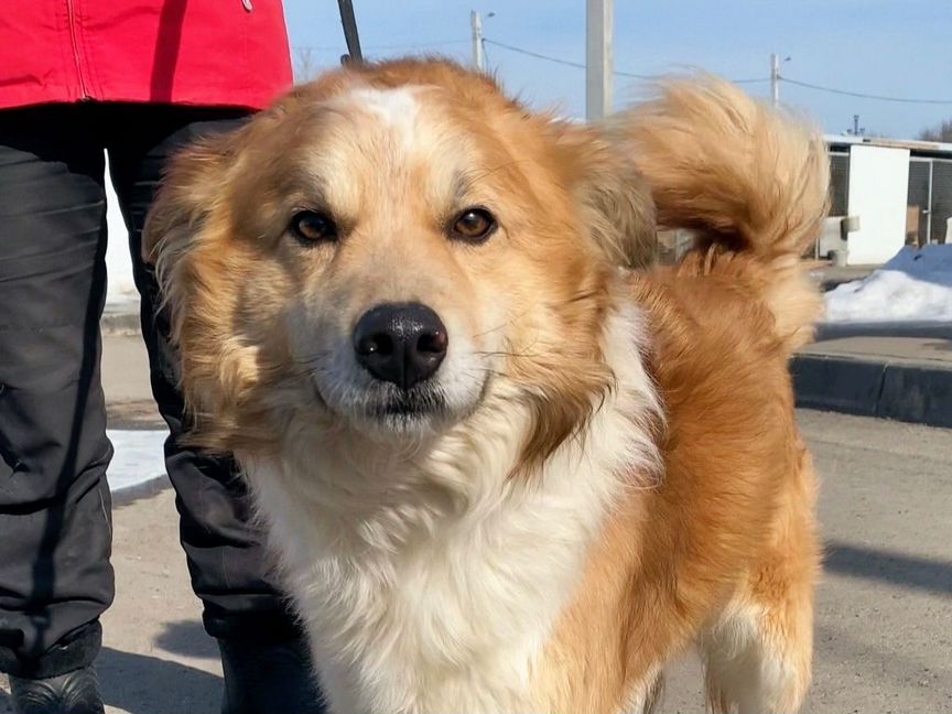 Рыженький красавчик Фокс