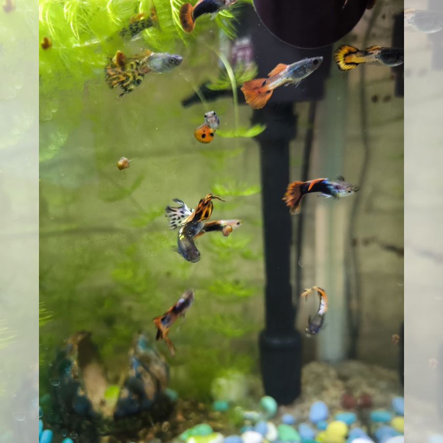 Рыбки гуппи