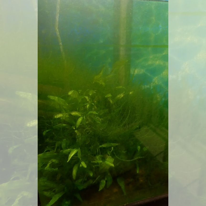 Растения в аквариум